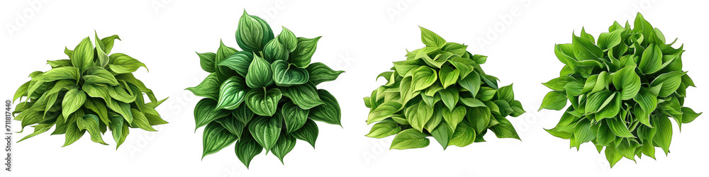 Hosta Flower Pile Of Heap Of Piled Up Together Hyperrealistic Highly ...