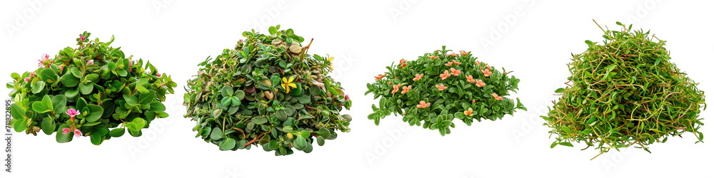 Portulaca Flower Pile Of Heap Of Piled Up Together Hyperrealistic ...