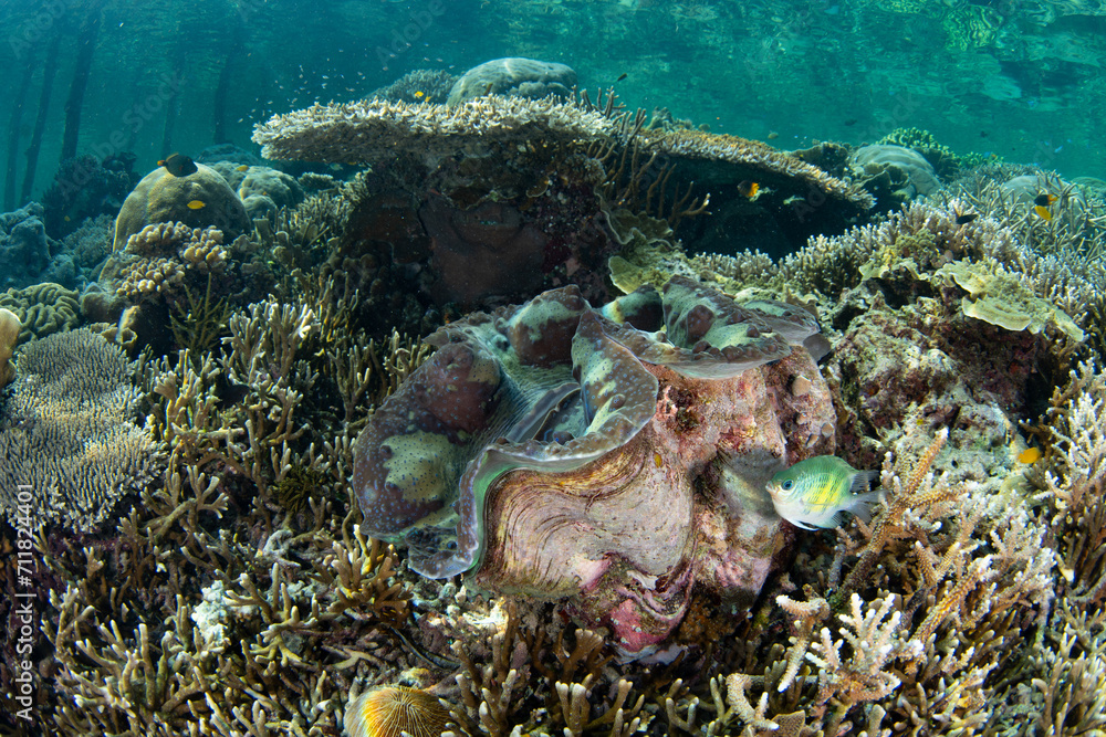 A Giant clam, Tridacna gigas, grows on a shallow coral reef in Raja ...