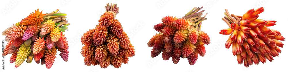 Torch Lily Flower Pile Of Heap Of Piled Up Together Hyperrealistic ...