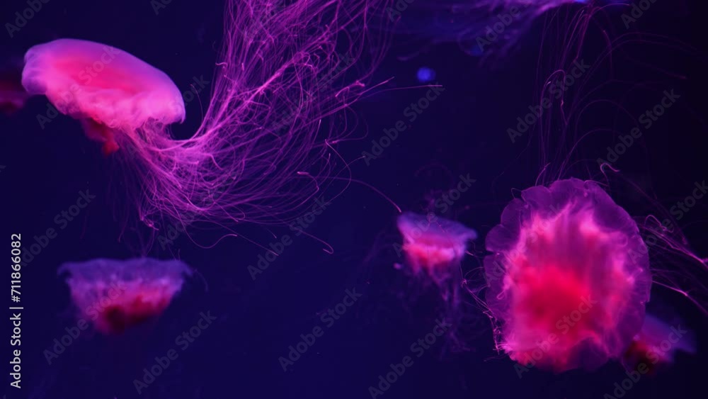 Fluorescent jellyfish swimming underwater aquarium pool with red neon ...