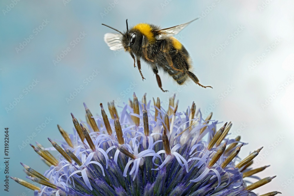 Large earth bumblebee (Bombus terrestris) in flight at the flower of a ...