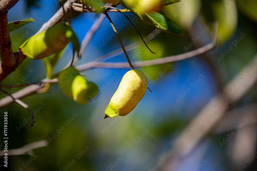 Ripe Inga laurina is a endemic tree of the Fabaceae family native to ...