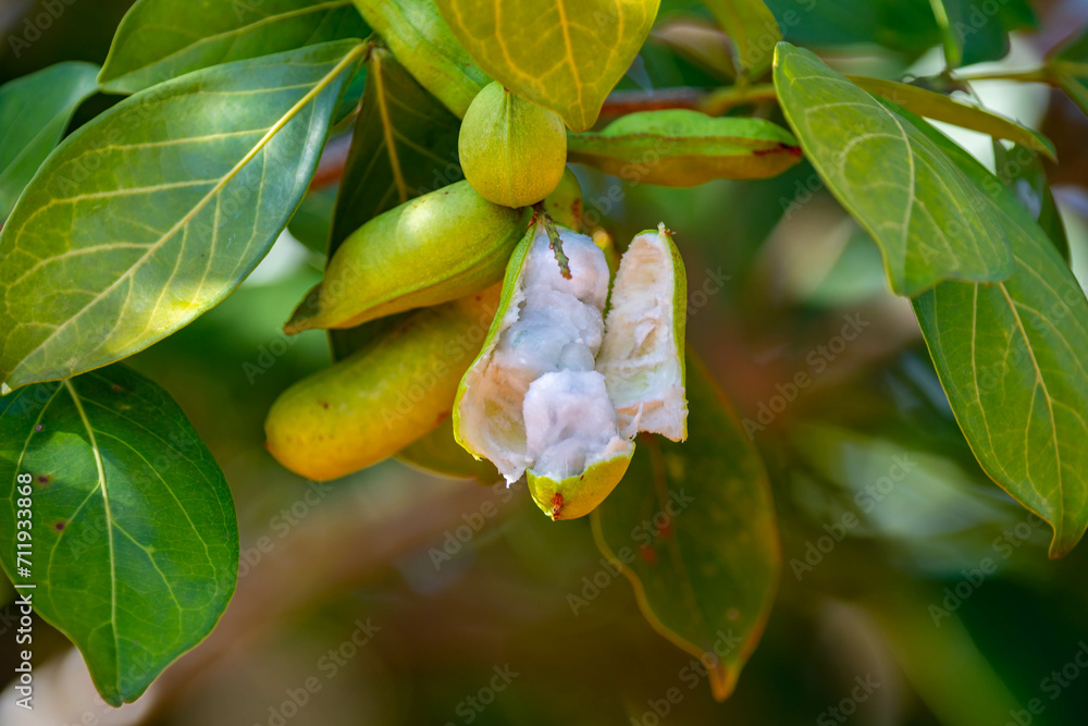 Ripe Inga laurina is a endemic tree of the Fabaceae family native to ...