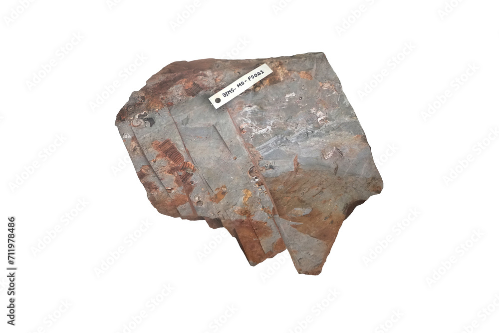 Molds of crinoids fossils in lower Ordovician recent period isolated on ...