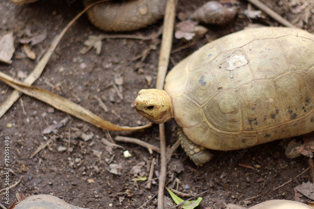 Elongated tortoise in the nature, Indotestudo elongata ,Tortoise ...