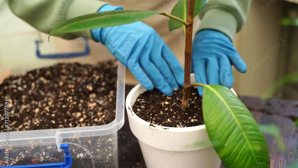 Gardener woman transplants fikus home garden plants into new pots for ...