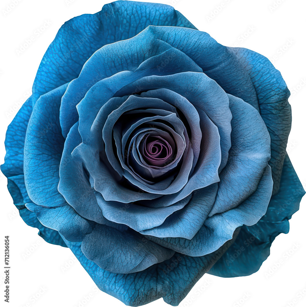 Blue rose transparent background PNG clipart Stock Photo | Adobe Stock