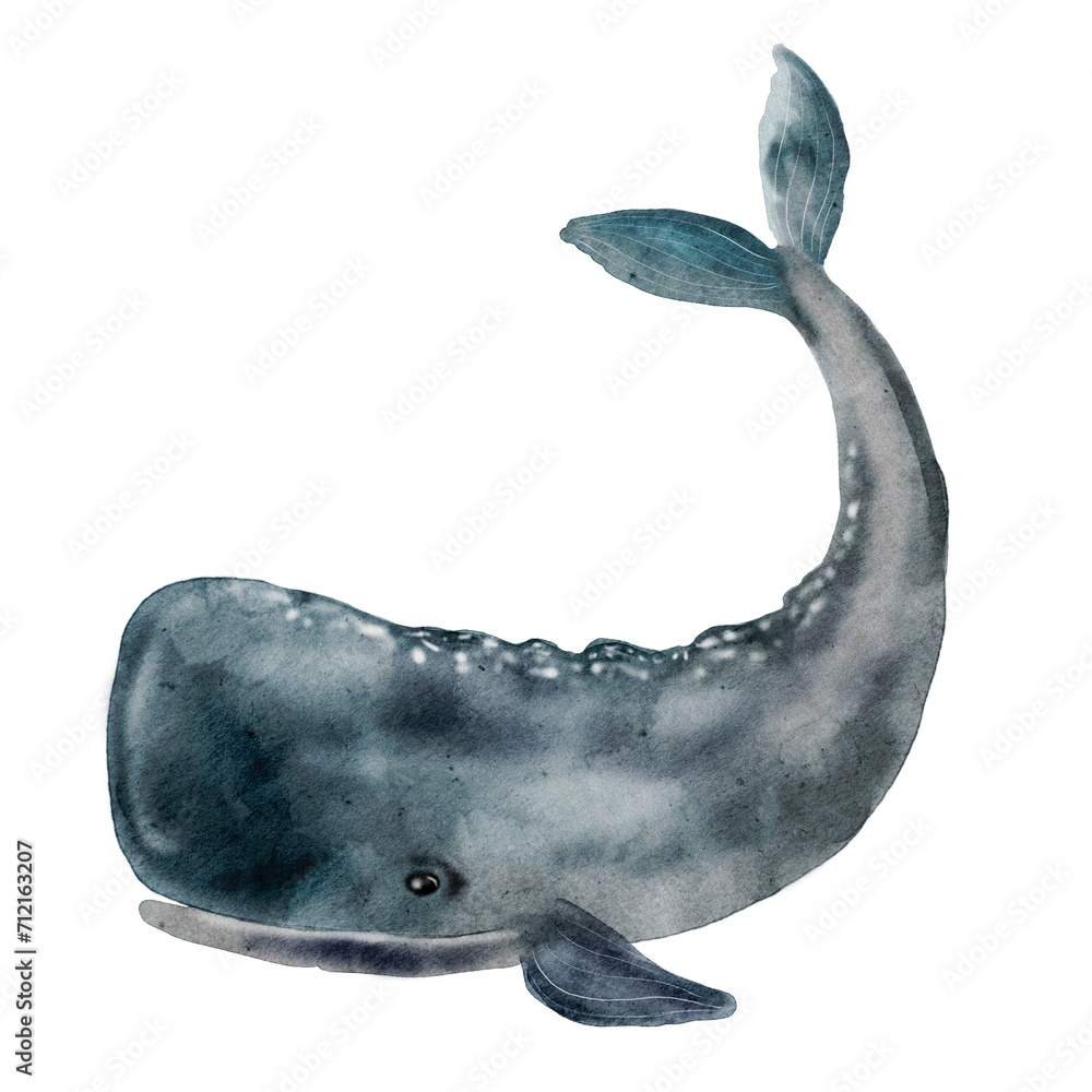 Watercolor drawing of a sperm whale isolate on a white background hand ...