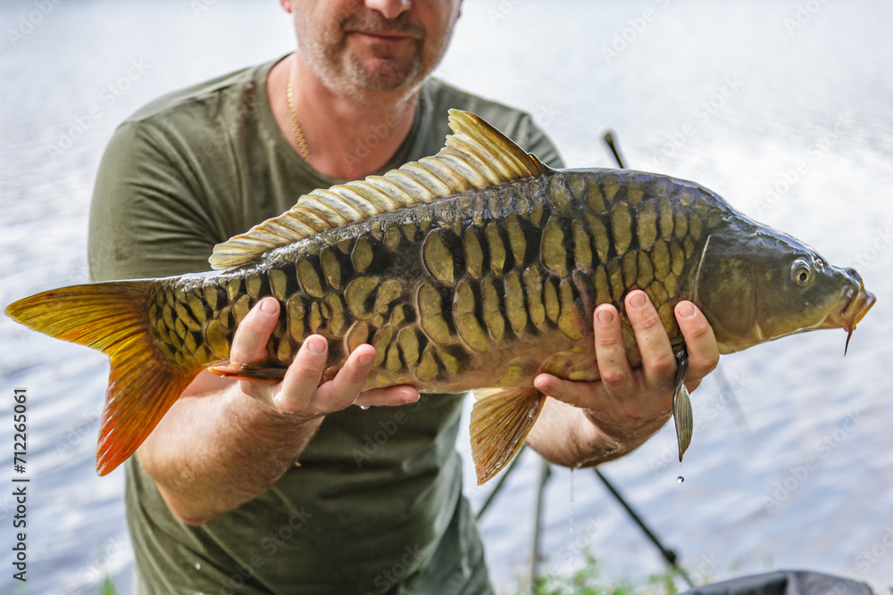 Carpfishing session at the Lake.lucky fisherman holding a giant common ...