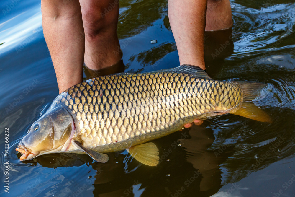 Carpfishing session at the Lake.Large carp fish being released back ...