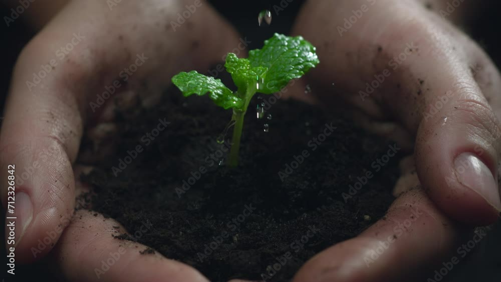 Vidéo Stock Woman hands holding green seedling. Water drops falling on ...