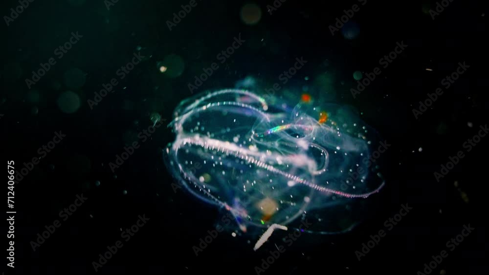 Underwater, mystery, dark night blackwater diving, Deep sea glowing ...