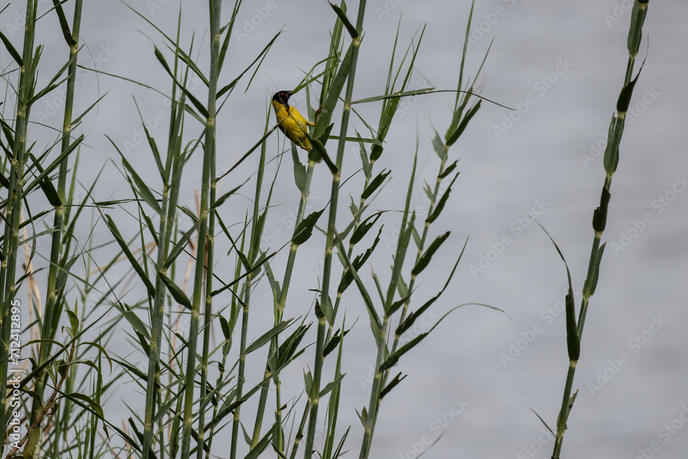 African yellow weavers in natural conditions on a green branch in a ...