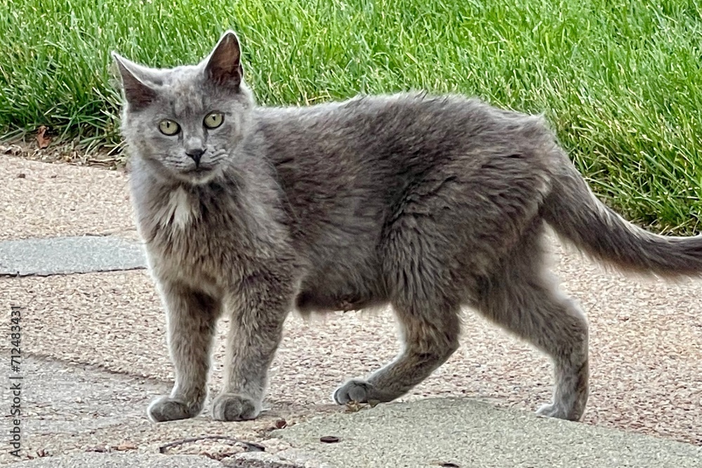 An old grey farm cat stands in the driveway, gazing into the camera ...