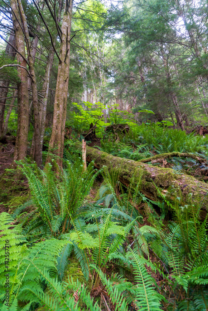 Rainbird Hiking Trail in Tongass National Forest in Ketchikan, Alaska ...