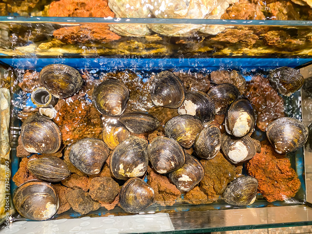 Stockfoto Kerang Kijing. Fresh alive live Pilsbryoconcha exilis clams ...