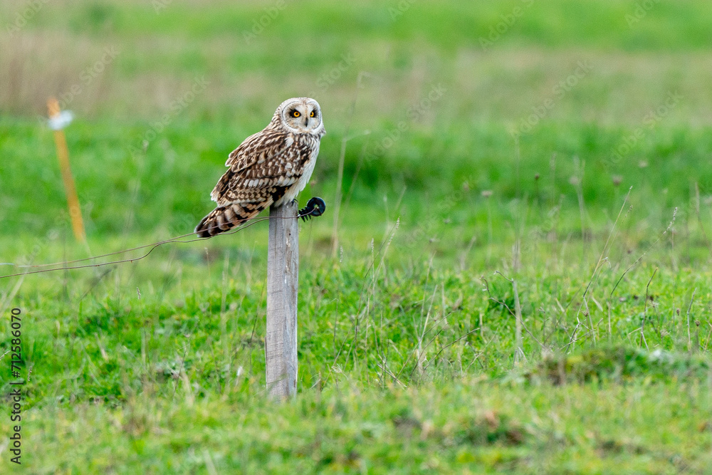 Hibou des marais, Hibou brachyote, Asio flammeus, Short eared Owl ...