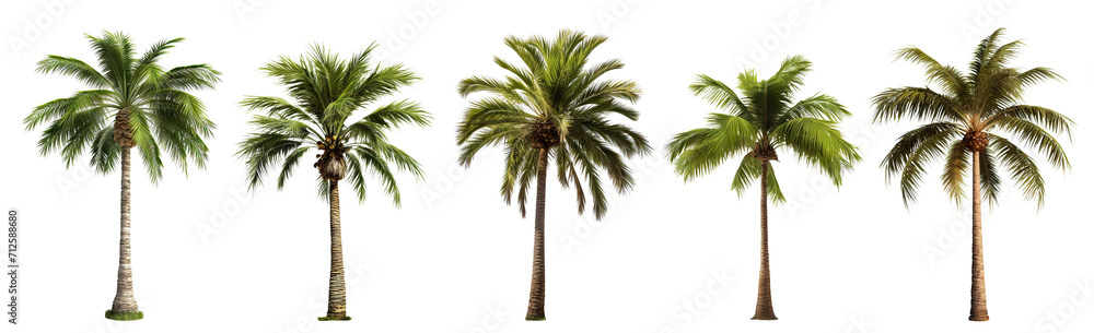 Set of green palm trees, cut out Stock Photo | Adobe Stock