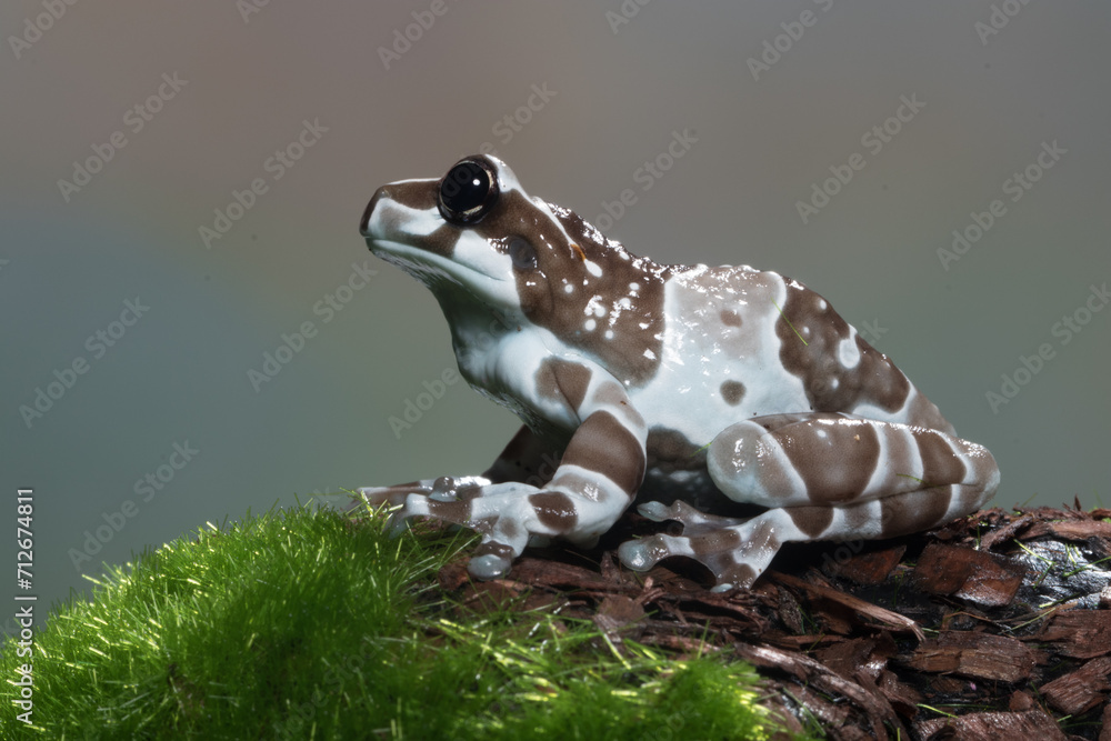 The Mission golden-eyed tree frog or Amazon milk frog (Trachycephalus ...