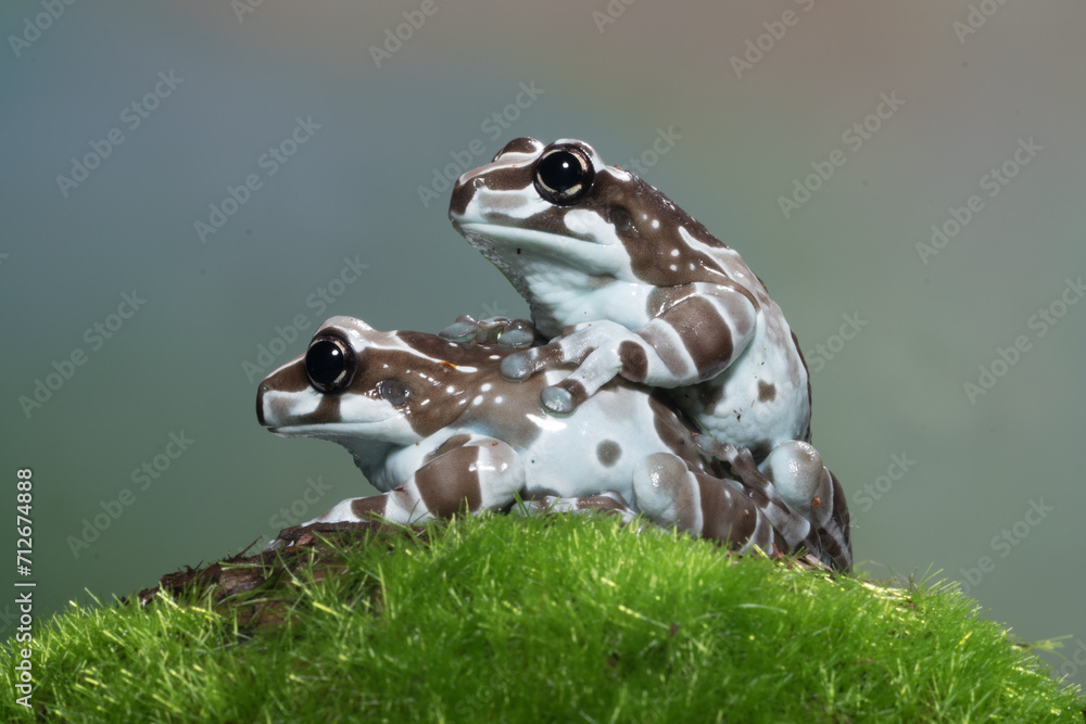 The Mission golden-eyed tree frog or Amazon milk frog (Trachycephalus ...