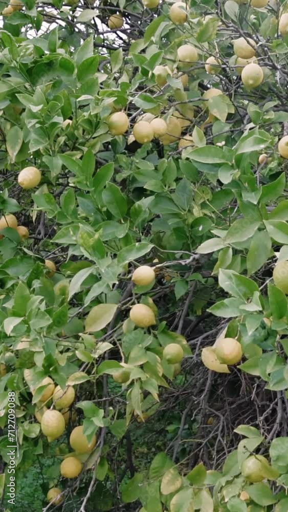 Lemon tree, showcasing organic cultivation. Healthy lemon tree with ...