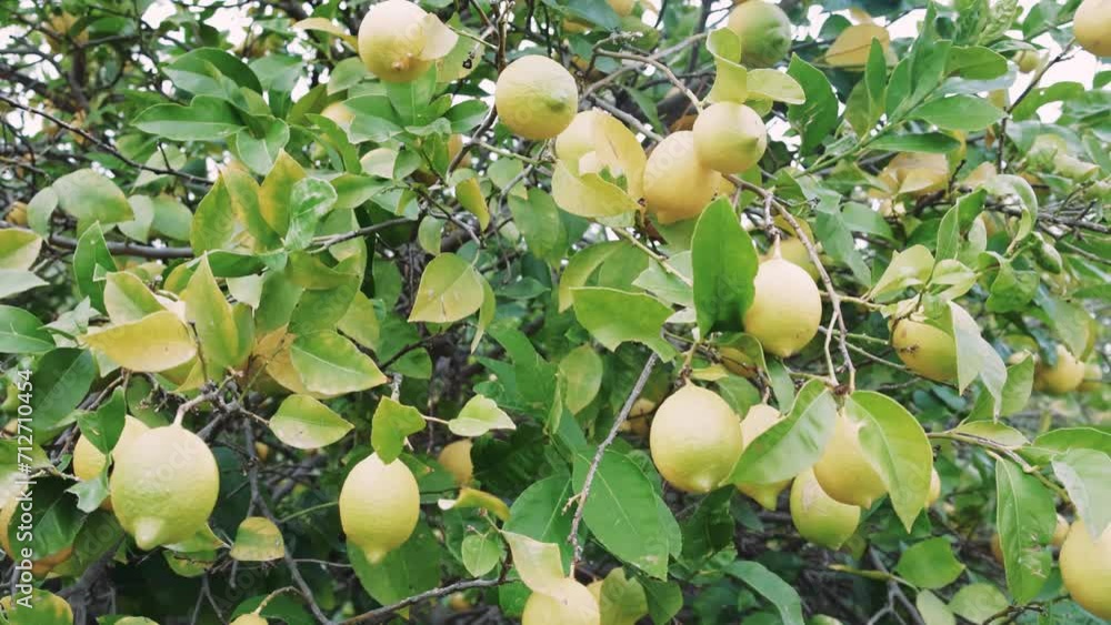 Sun-kissed ripe lemons in orchard, symbolizing healthy lifestyle. Fresh ...