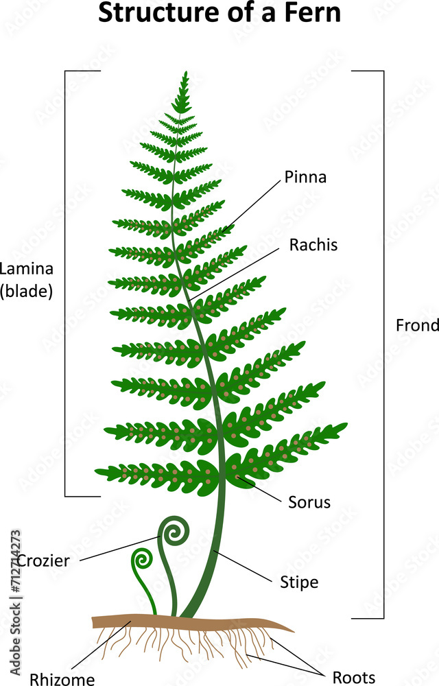 Structure of a fern. Diagram. Stock Illustration | Adobe Stock