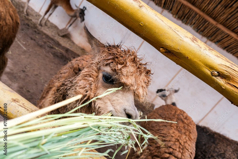 foto de una alpaca o llama comiendo hierba en primer plano Stock-Foto ...
