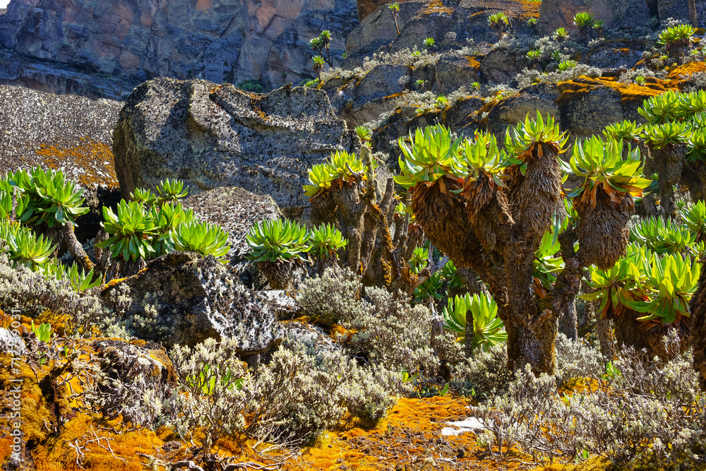 Giant groundsels and colorful orange moss against the cliffs of ...