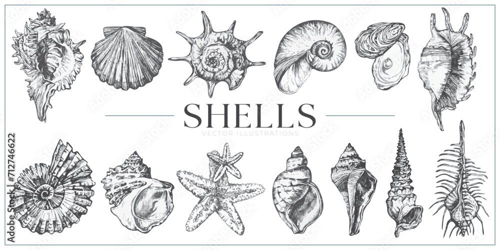Handdrawn Shells illustrations, shells drawing, sea elements, ocean ...