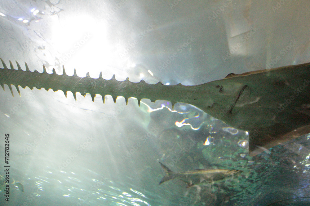 ripleys aquarium toronto long tooth sawfish in tank aquarium with mouth ...