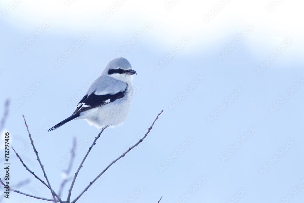 portrait of a Northern Shrike, a.k.a. the "Butcher Bird", in winter ...