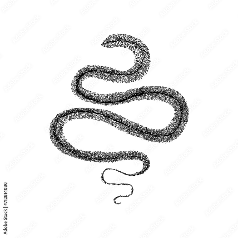 Giant Siphonophore hand drawing vector isolated on background. Stock ...