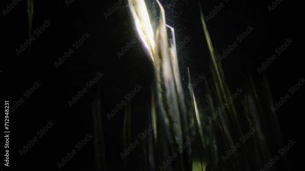 Underwater A group of razorfish gather in a tropical coral reef at ...