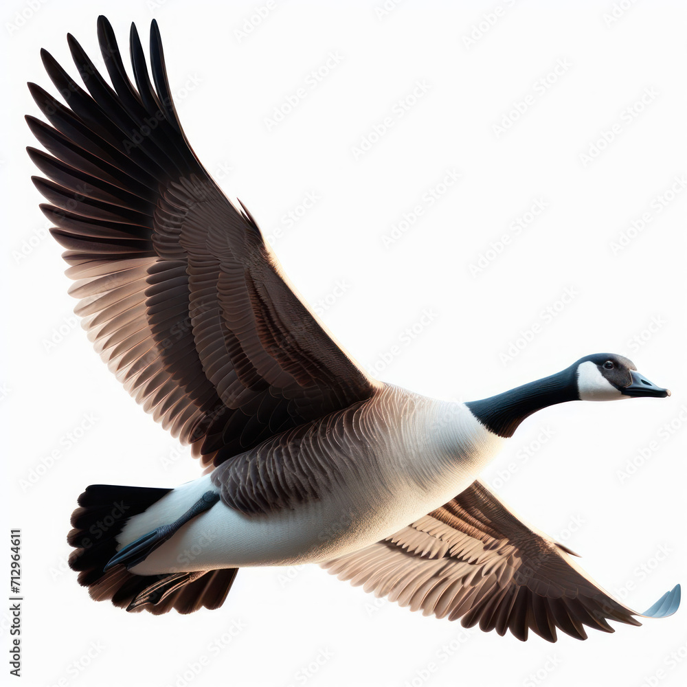 Branta canadensis, Canadian goose, Canada goose, geese, ganso ...