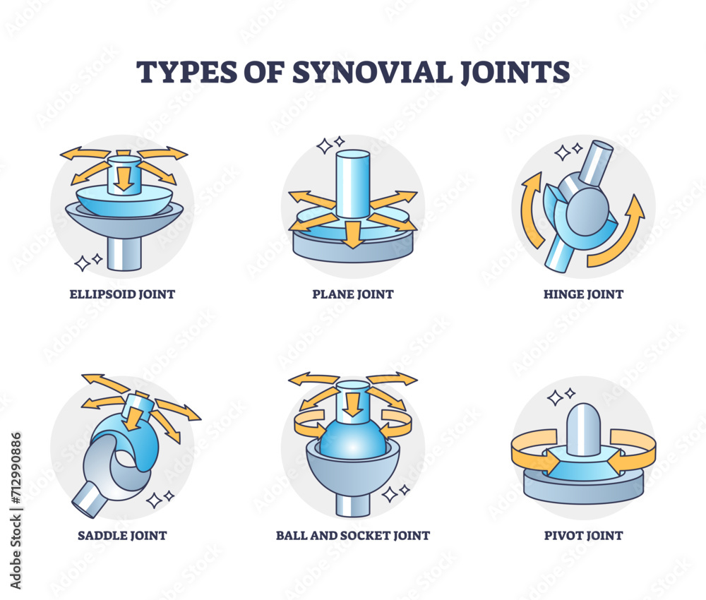 Poster Types of synovial joints movement classification for body ...