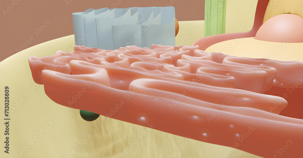 Endoplasmic Reticulum in cell with other cell organelles. 3d Render ...