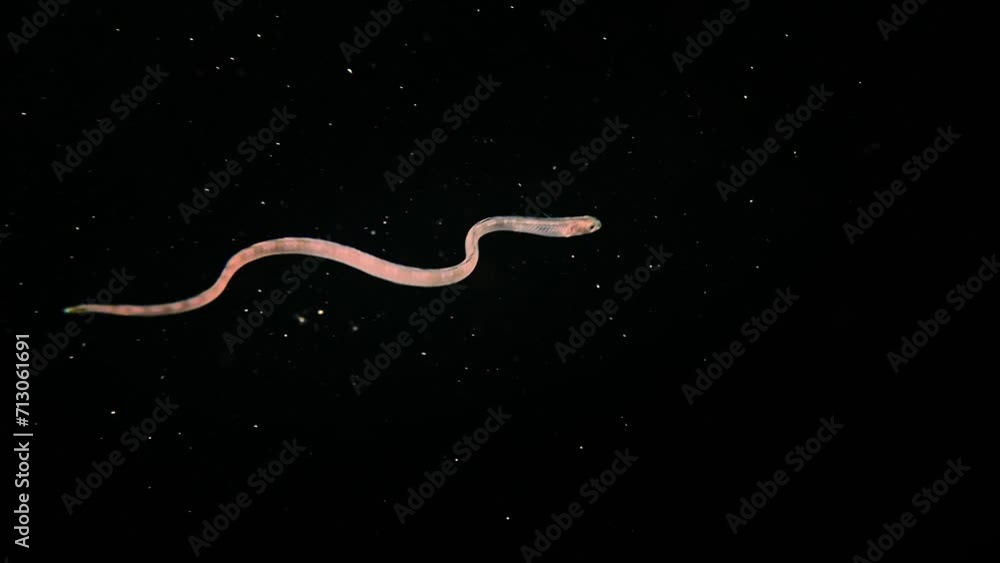 Vidéo Stock Underwater, tiny deep sea snake eel swimming with the ...
