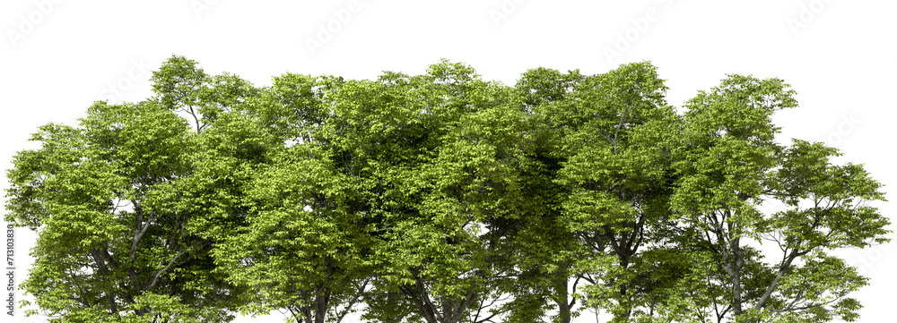 Forest trees landscape growth realistic transparent backgrounds 3d ...