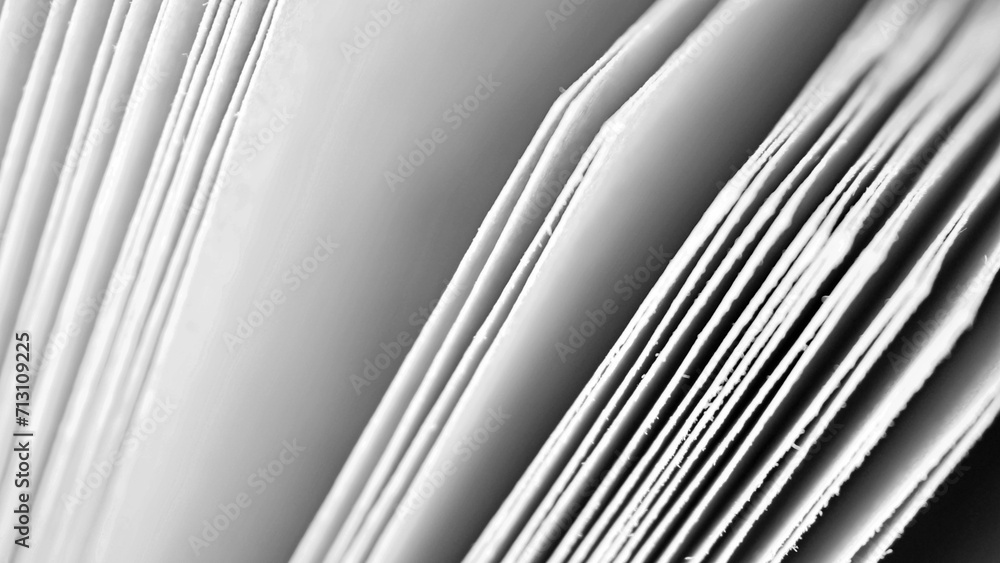 Libros y hojas de un libro para fondos Stock Photo | Adobe Stock