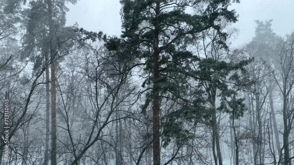 Vidéo Stock It is snowing in the forest. The beginning of a snowstorm ...