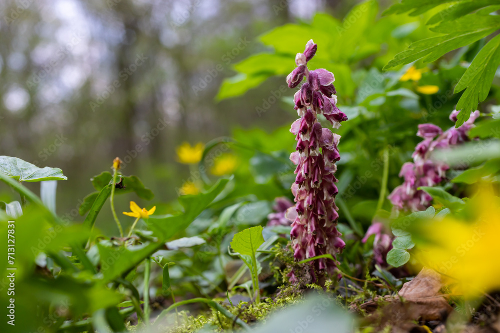 Lathraea squamaria plant is a parasite in the woods of Europe. Pink ...