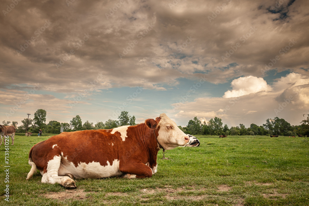 Selective blur on a Holstein frisian cow with its typical brown and ...