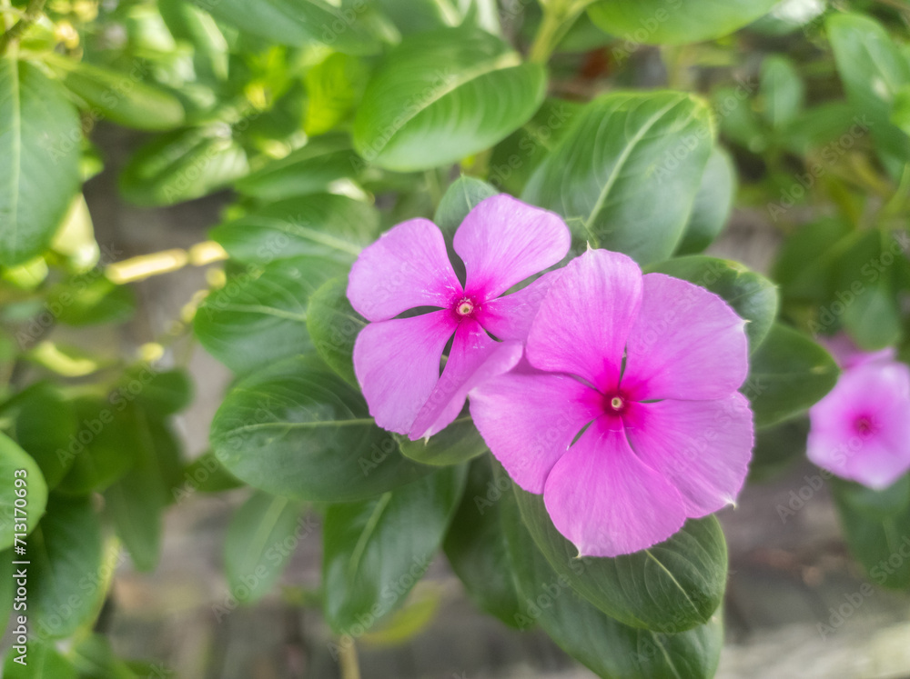 In Indonesia, this flower is known as the Tapak Dara flower or Vinca ...
