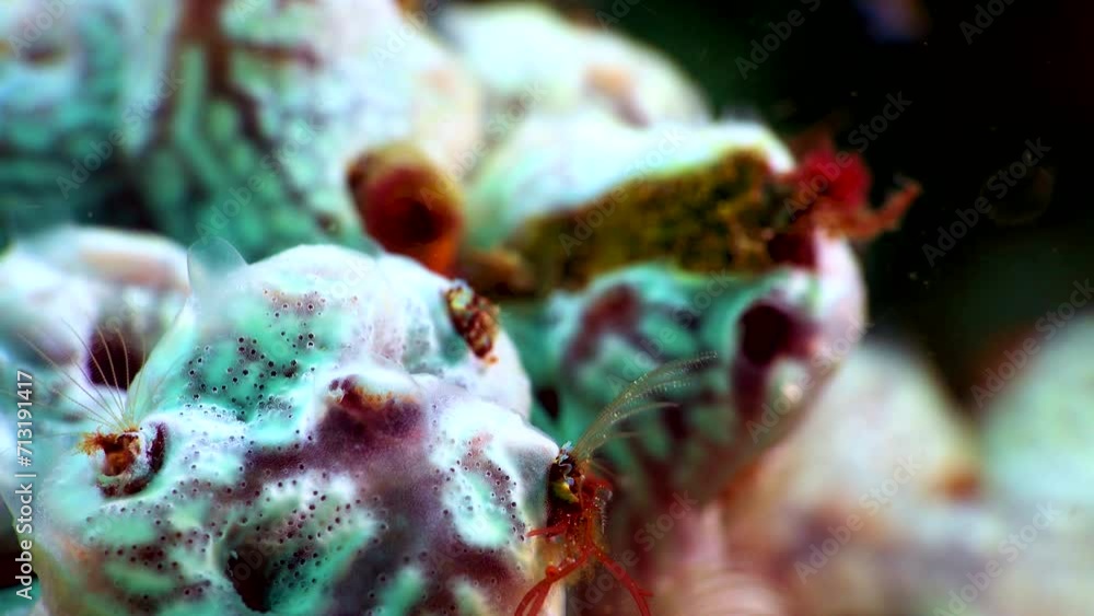 Underwater barnacles are attached to the rocks on the seabed coral reef ...