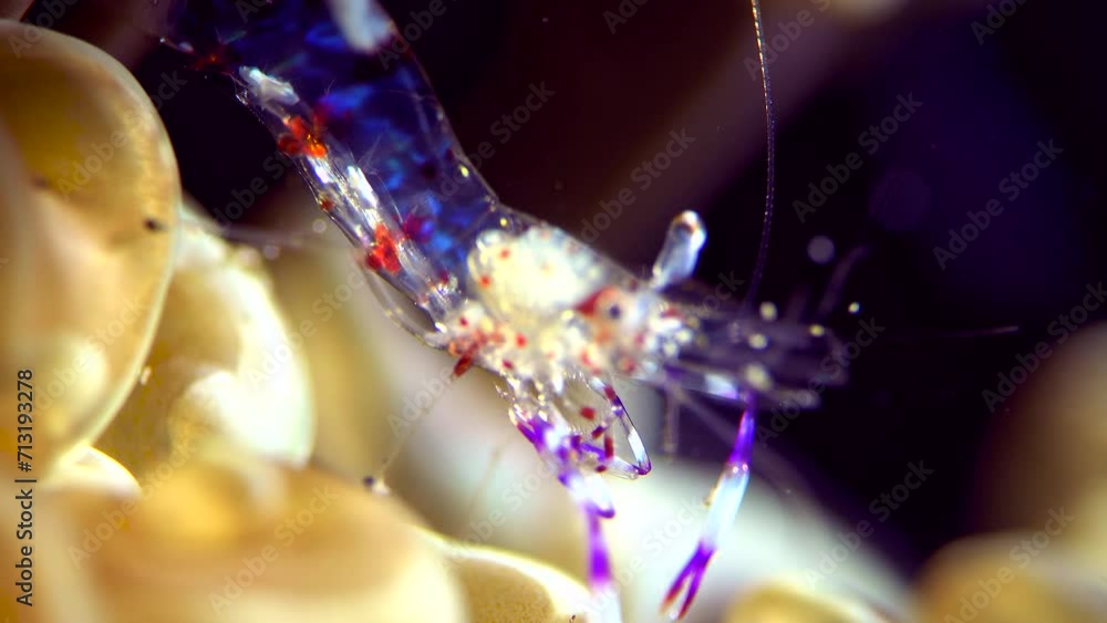 Underwater a tiny colorful blue and purple transparent shrimp shaking ...
