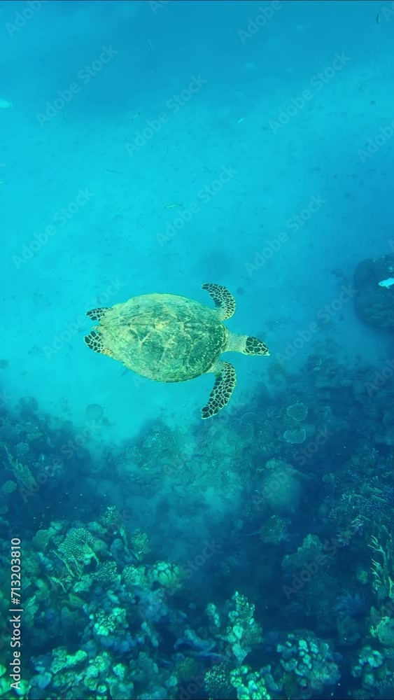 Top view of Sea turtle swims in turquoise ocean near coral reef ...