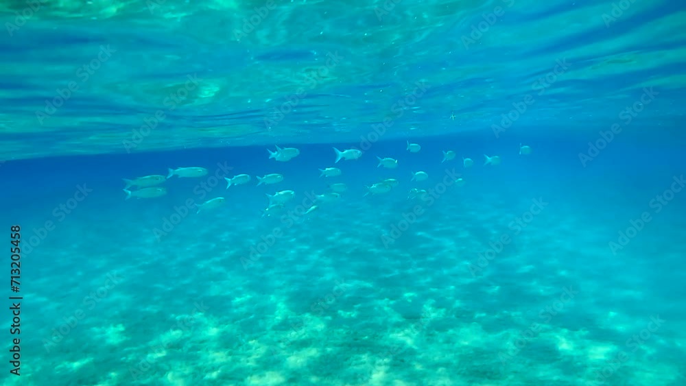 Vidéo Stock School of Mullet fish swims in blue Ocean under surface of ...