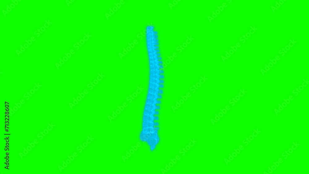 4k Anatomy Human Vertebral Column green screen technology video ...